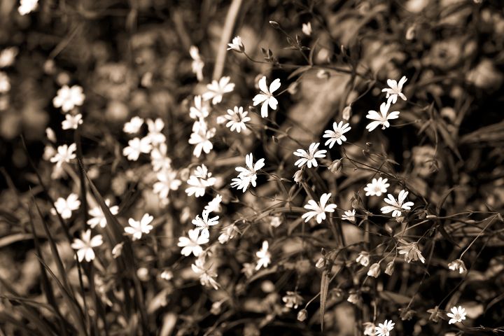 White Flowers - my point of view - Photography, Landscapes & Nature ...