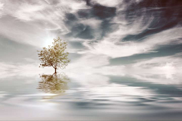 The Abandoned Tree - my point of view - Photography, Landscapes ...