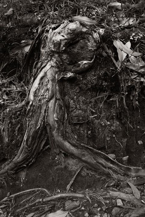 obeisance - easywind - Photography, Flowers, Plants, & Trees, Trees ...