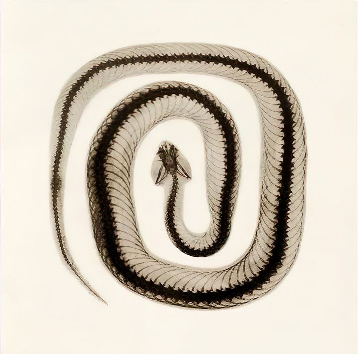 Snake - click4collage - Drawings & Illustration, Animals, Birds, & Fish ...