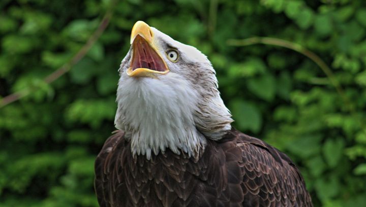 Raptor Captures - Photography