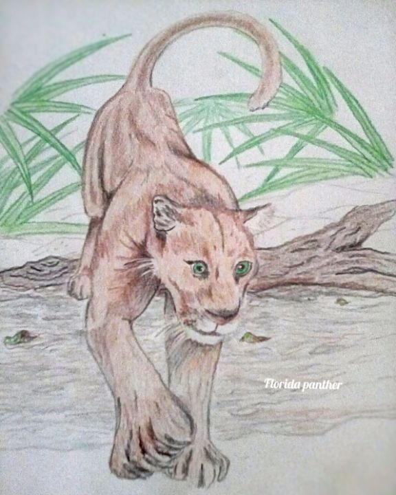 Florida Panther - Johnboy's Designs - Drawings & Illustration, Animals ...
