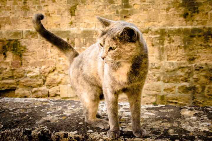 A cat standing on the wall - Lucas Puch Photography - Photography ...