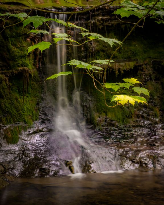 Maple Leaves at Holly’s Falls - Holly April Harris Fine Art and Imagery ...