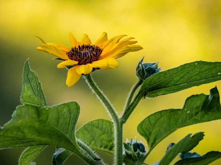 Sunflower Dreaming - Holly April Harris Fine Art and Imagery ...