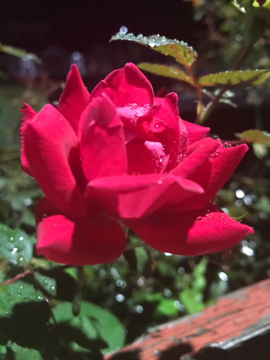 wet rose - Anytime-photos - Photography, Flowers, Plants, & Trees ...