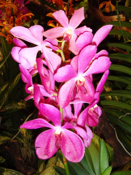 Fancy Orchids - AV'S CRADLE - Photography, Flowers, Plants, & Trees ...