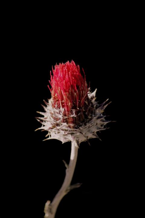 Red Thistle - Wyldwood Images - Photography, Flowers, Plants, & Trees ...