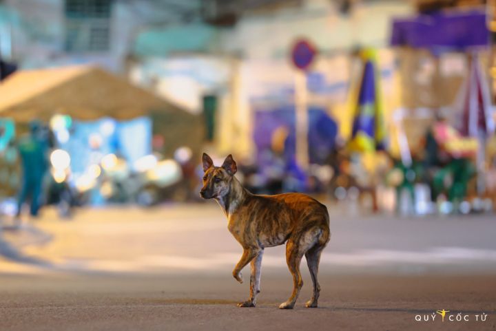 Brown Dog. - Selena Reinhardt - Photography, Animals, Birds, & Fish ...