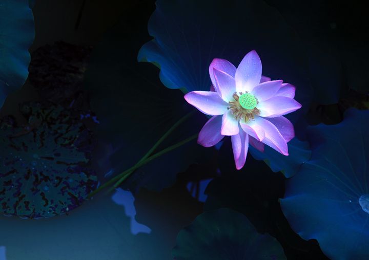 Pretty Lotus Flower Art | Best Flower Site
