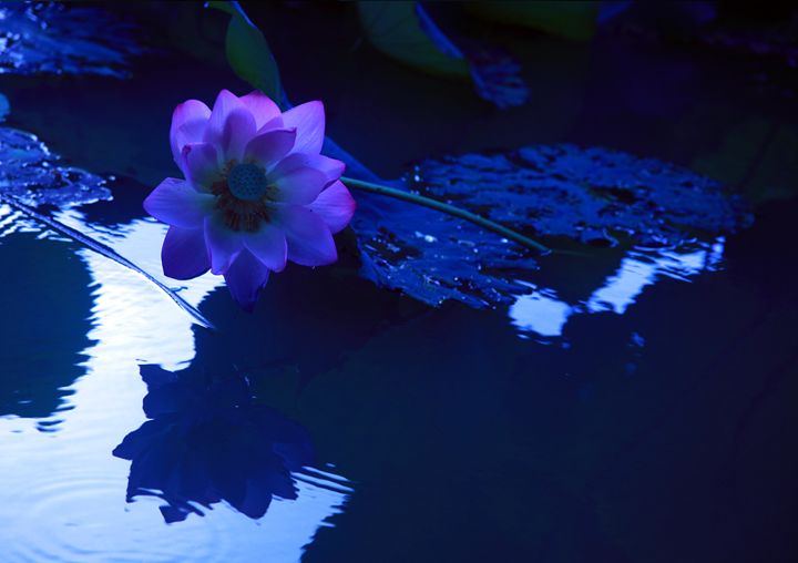 Lotus Flower during Sun Rise - China Esthetics - Photography, Flowers ...