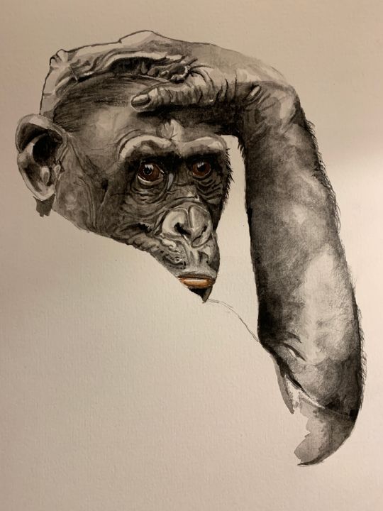 Contemplation - Periwinkle Gallery - Drawings & Illustration, Animals ...