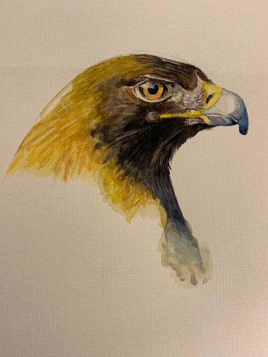 Golden Eagle Portrait - Periwinkle Gallery - Drawings & Illustration ...
