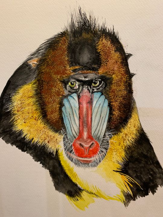 Mandrill illustration - Periwinkle Gallery - Paintings & Prints ...