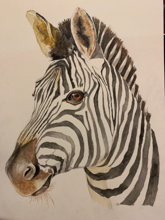 Zebra - Periwinkle Gallery - Paintings & Prints, Animals, Birds, & Fish ...