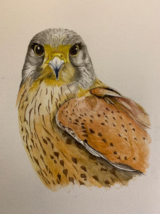 kestrel portrait - Periwinkle Gallery - Paintings & Prints, Animals ...