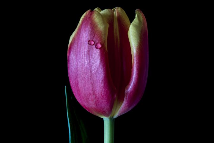 Bicolor tulip - Federpics - Photography, Flowers, Plants, & Trees ...