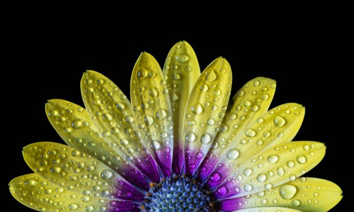 Half flower - Federpics - Photography, Flowers, Plants, & Trees ...