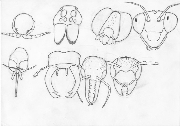 insect heads (pinned) - The broken teleporter - Drawings & Illustration ...