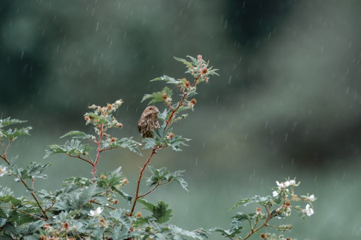 Finch in the Rain - John Daley Photography - Photography, Animals ...