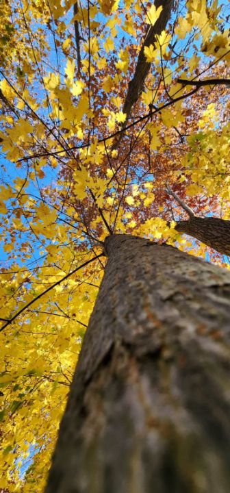Trees of autumn - Murve powers - Photography, Landscapes & Nature ...