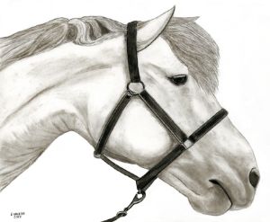 Steve Walker Art - Drawings & Illustration, Paintings & Prints