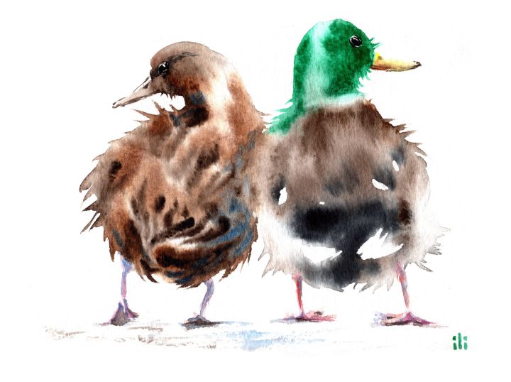 Watercolour Ducks Painting Print - Ilona Creates - Paintings & Prints ...