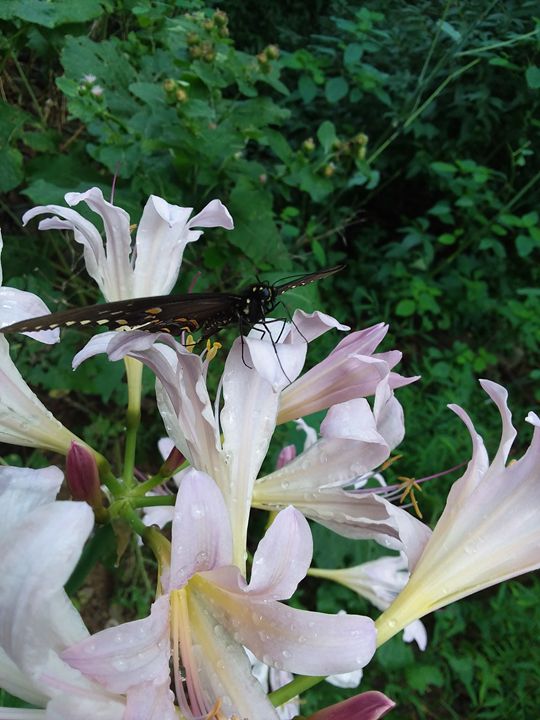 Butterfly on a flower - none - Photography, Animals, Birds, & Fish ...