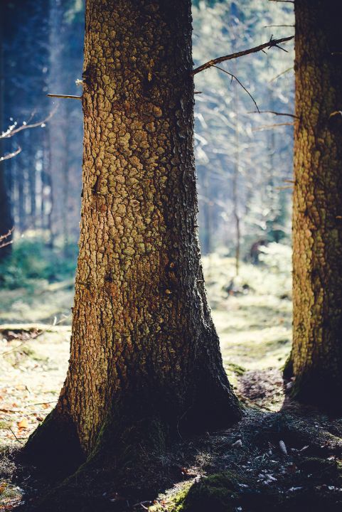 Trees - Manuel Ek Photo - Photography, Flowers, Plants, & Trees, Trees ...