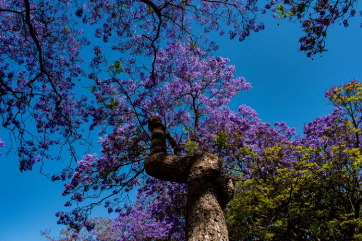 Big violet tree - Andréa Raborg - Photography, Flowers, Plants, & Trees ...