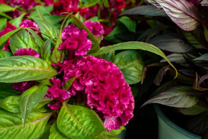 Fuzzy pink flower - Andréa Raborg - Photography, Still Life, Floral ...