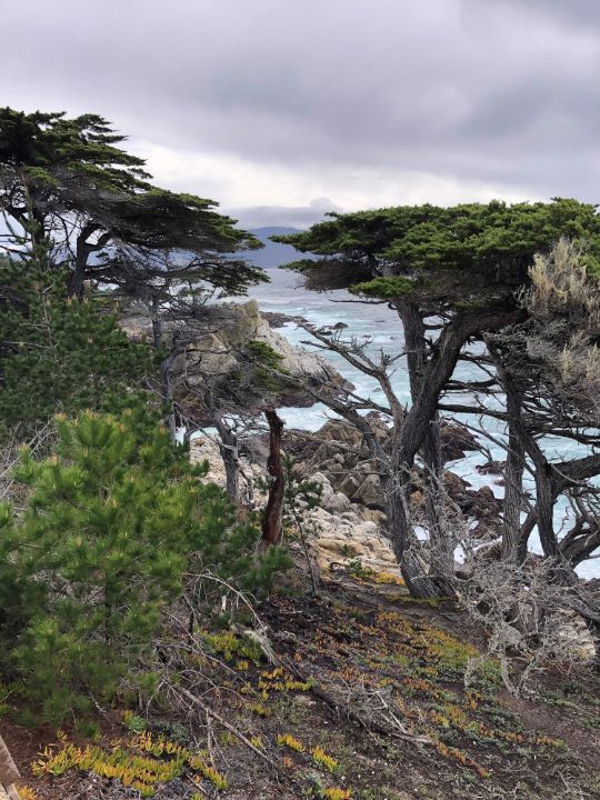 Pebble Beach Trees - BC Designs - Photography, Landscapes & Nature ...