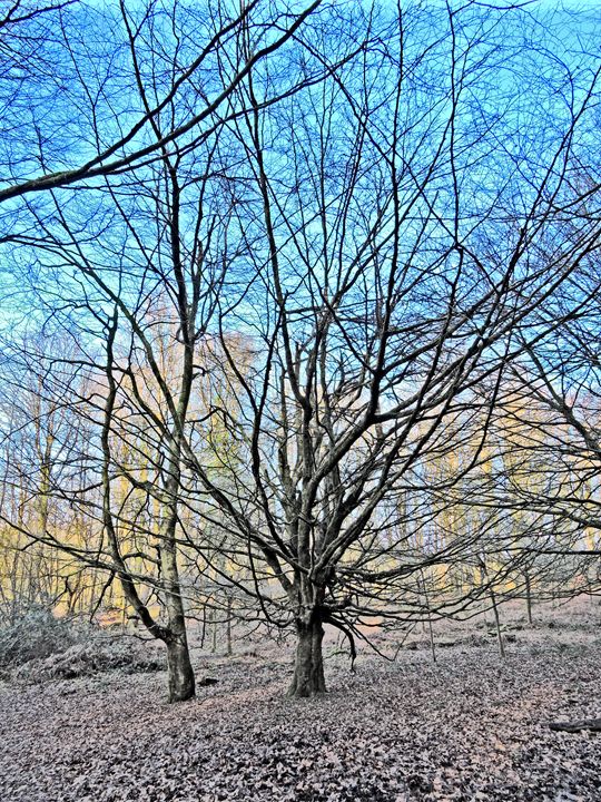 Dinefwr Castle Grounds - Anna Cartwright Photography - Photography ...