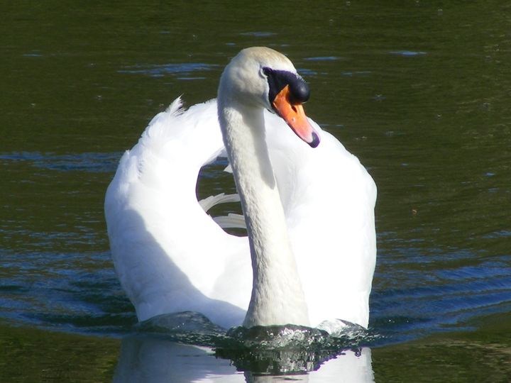 Swan at Bosherston - Anna Cartwright Photography - Photography ...