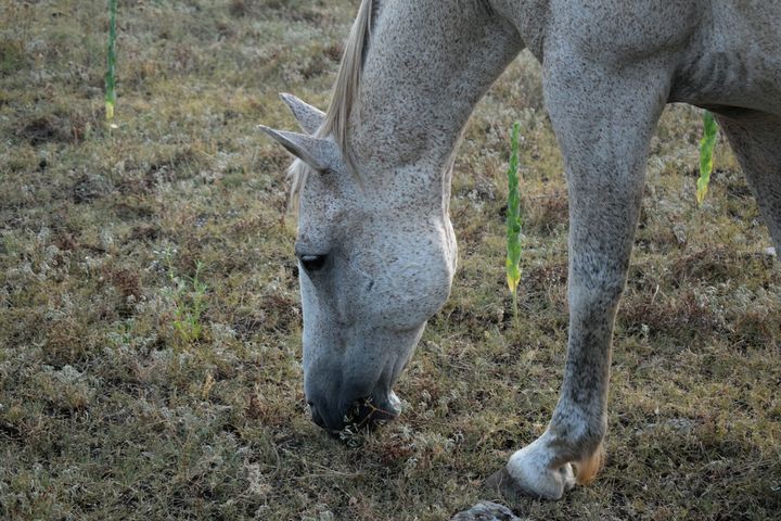Nature: Horse - Spontaneous Photography - Photography, Animals, Birds ...