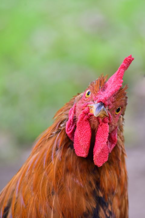 What the cluck - Benjamin E. Howen III - Photography, Animals, Birds ...