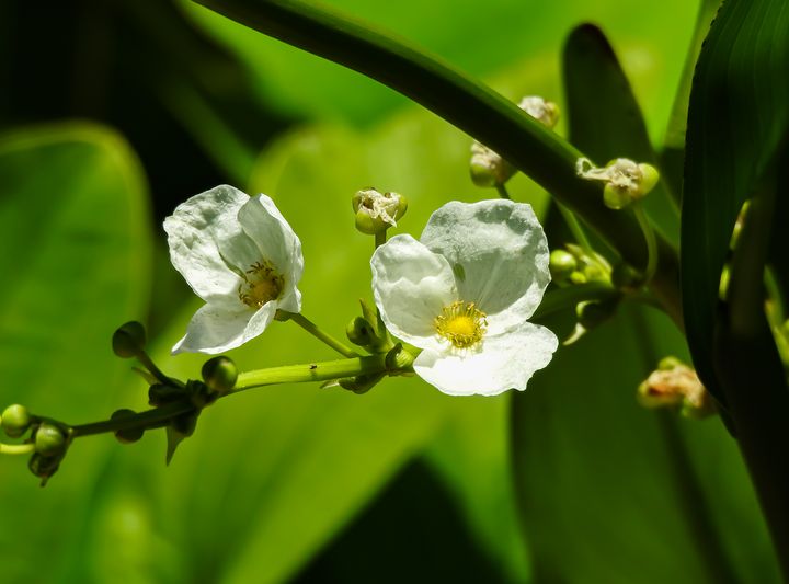 Broadleaf Arrowhead Flower - Aaron Alvarez - Photography, Flowers ...