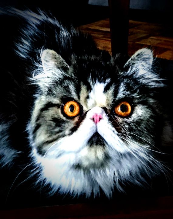 Mad Kat - Matthew Zapp - Photography, Animals, Birds, & Fish, Cats ...