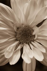 Sepia Sunflower - Albert-Lenora Stewart - Photography, Flowers, Plants ...