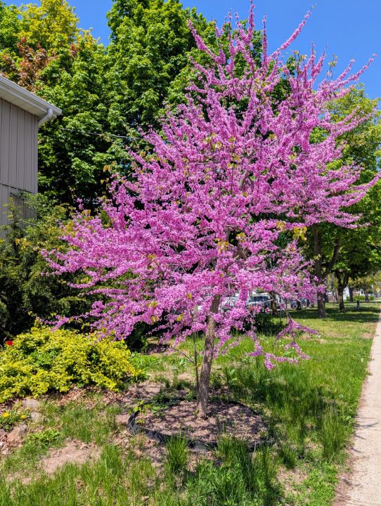 Judas Tree - Veja - Photography, Flowers, Plants, & Trees, Flowers ...
