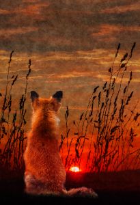Red Fox watching the Sunset - Off the Page - Digital Art & AI, Animals ...