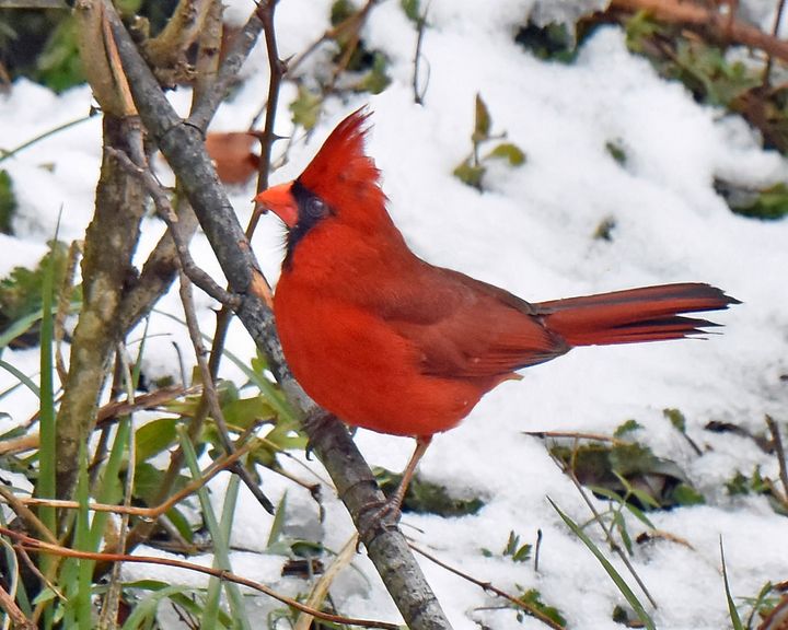 Winter Cardinal Watching Opposition - Photographs by Kathy ...