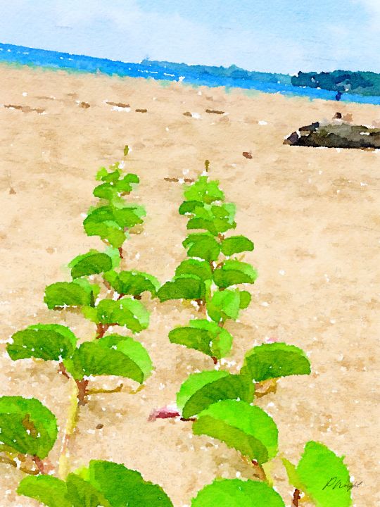 Costa Rica beach- Art code WP 38 - Peter Wright Art - Paintings ...