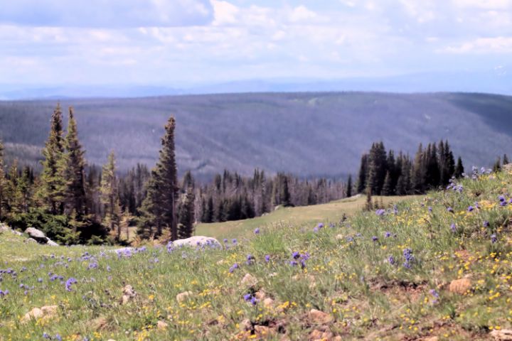 Wildflower Meadow in the Mountains - Jan Campbell Fine Art ...