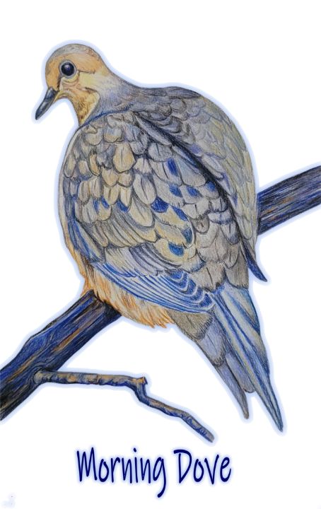 Beautiful Morning Dove on a Branch - Jan Campbell Fine Art - Drawings ...