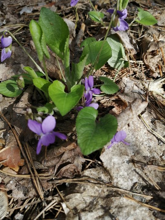 night violets - Olga Kudryavskaya - Photography, Flowers, Plants ...