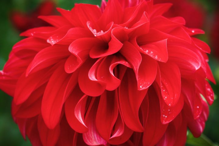 Red Beauty - PhotosbyChris - Photography, Flowers, Plants, & Trees ...