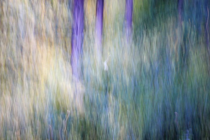 Moving Trees Photo Art - PhotosbyChris - Photography, Flowers, Plants ...