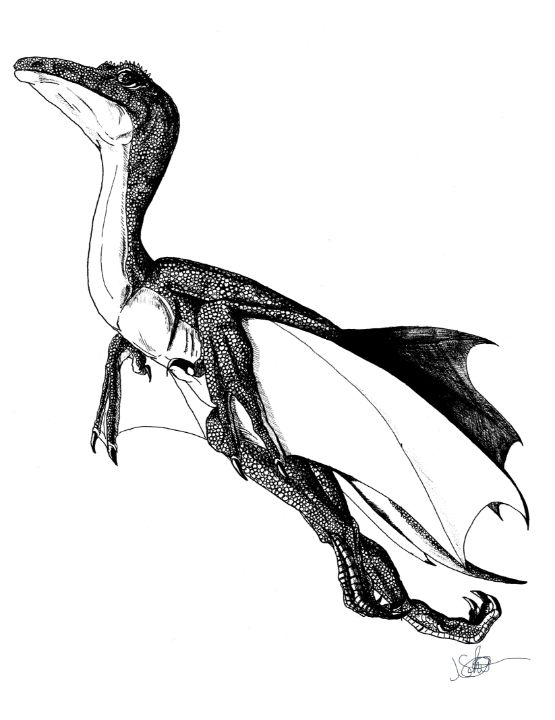 Flying Lizard - Black Ibis Design - Drawings & Illustration, Fantasy ...