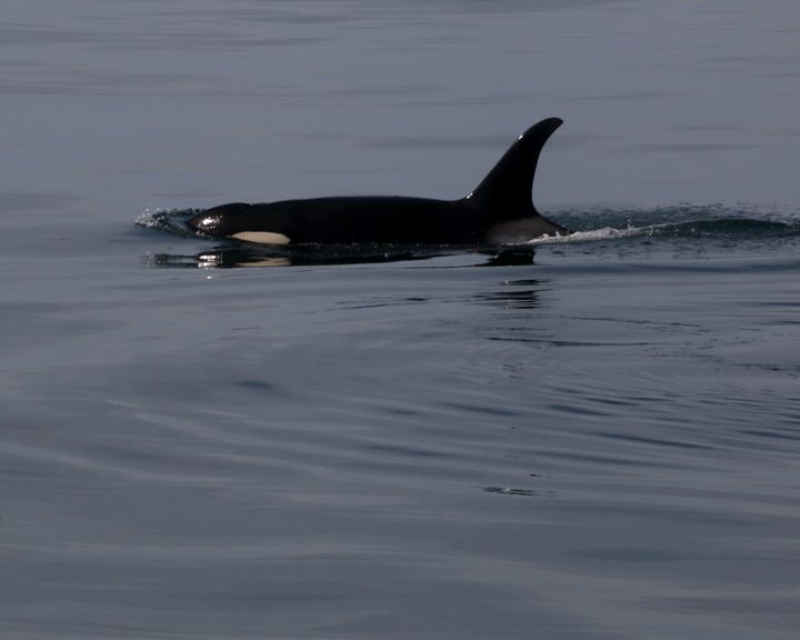 Orca Close - Adventure Images - Photography, Animals, Birds, & Fish ...